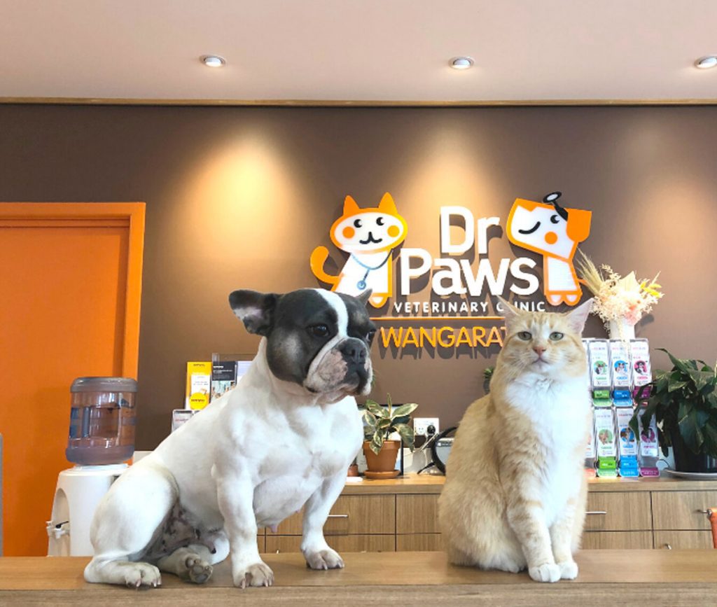 Home - Dr Paws Wangaratta